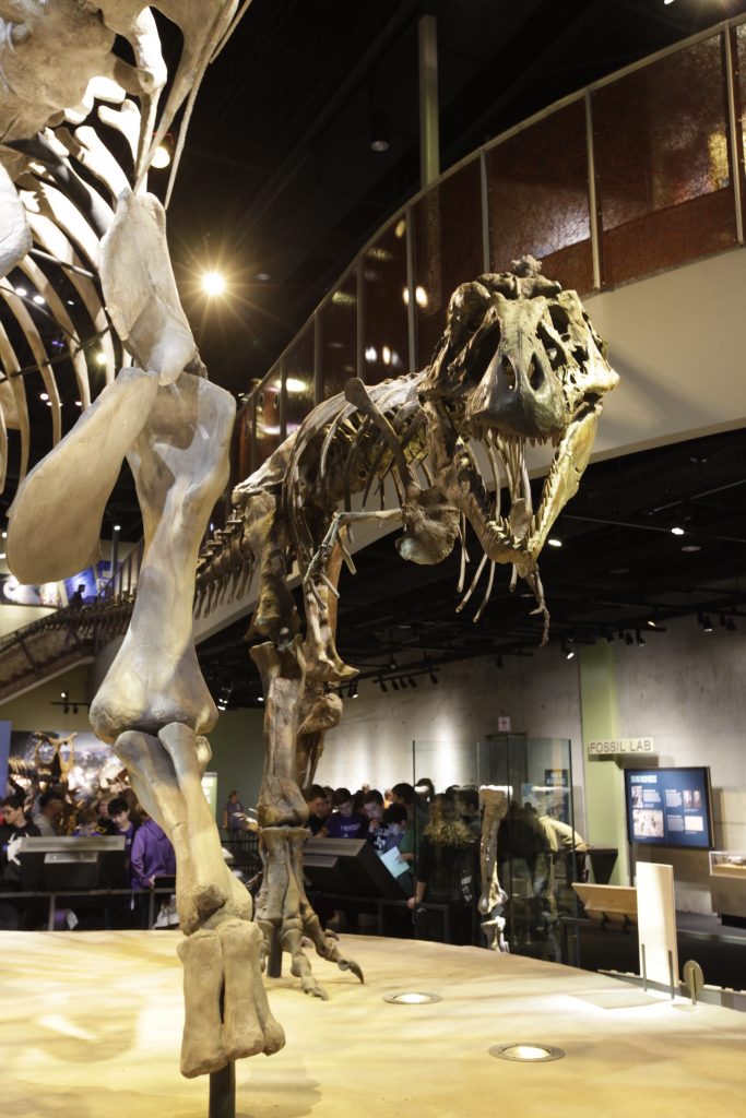 T-Rex | Dallas Arts District